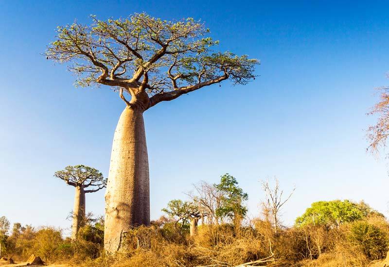 Boabab Tree
